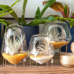 Modern Glass Terrariums | Nova68